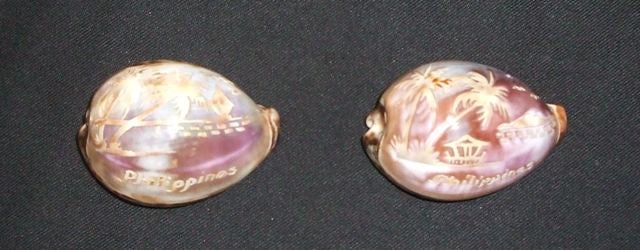 Seashells from the Philippines | City of San Diego Official Website