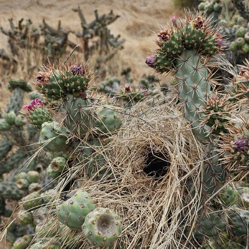 Thriving Natural Environments | City of San Diego Official Website