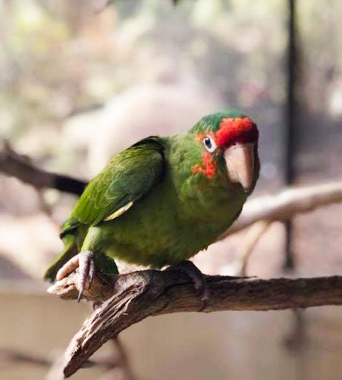 Spring into STEAM - Go Wild! | Public Library | City of San Diego ...